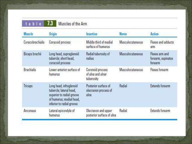 Muscles Arm.ppt | Death, Injury, or Military Conflict | Sensitive Topics