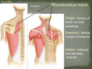 Muscles Arm.ppt