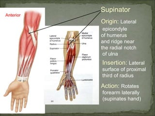 Muscles Arm.ppt