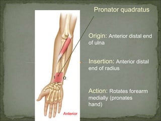 Pronator Quadratus Origin And Insertion