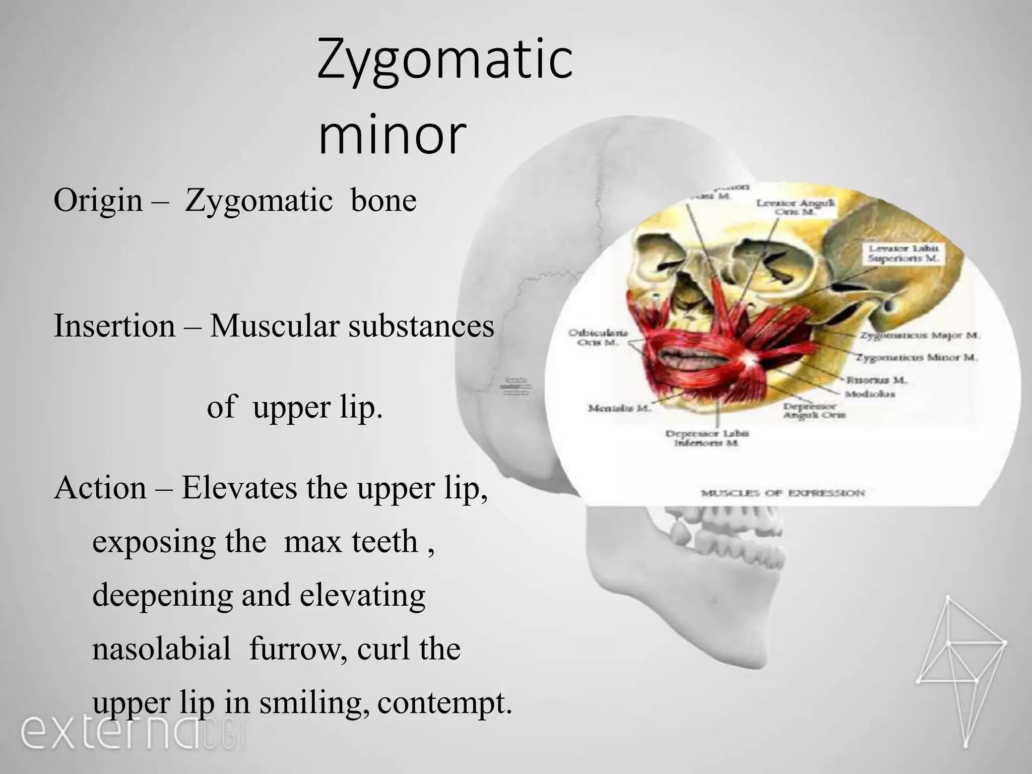 MUSCLES AROUND THE MOUTH | PPTX