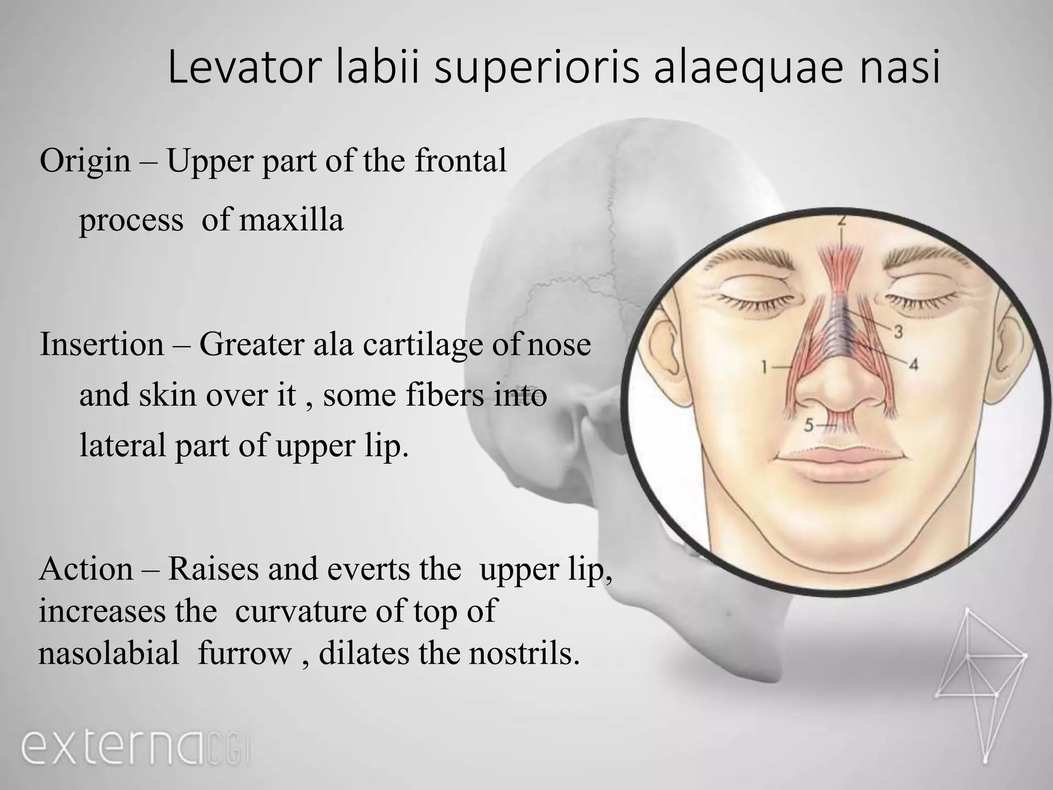 MUSCLES AROUND THE MOUTH | PPTX