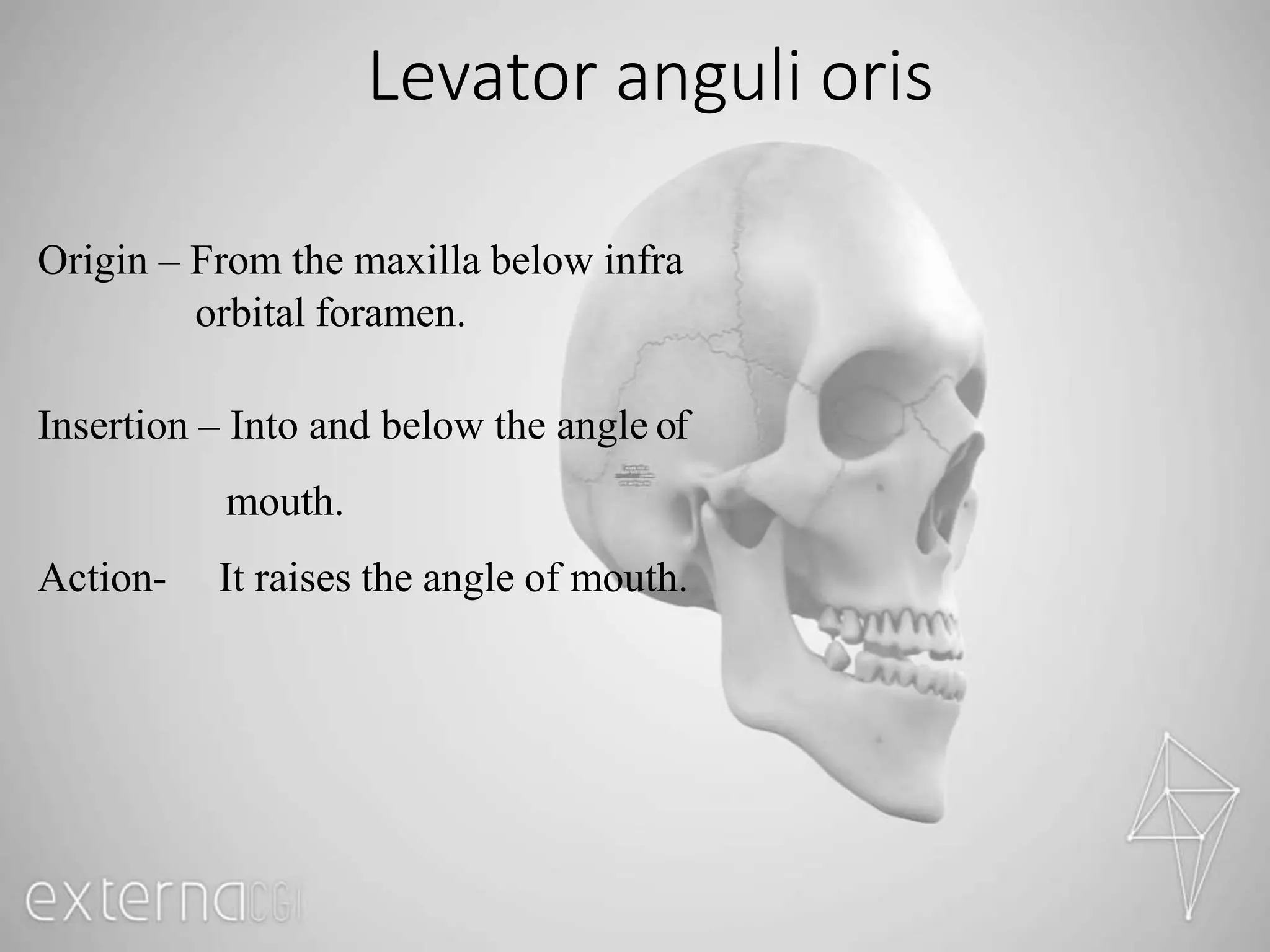MUSCLES AROUND THE MOUTH | PPTX