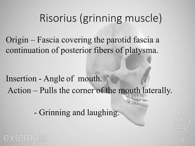 MUSCLES AROUND THE MOUTH | PPTX