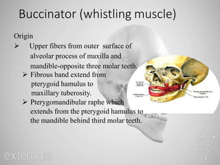 MUSCLES AROUND THE MOUTH | PPTX