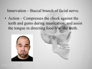 MUSCLES AROUND THE MOUTH | PPTX