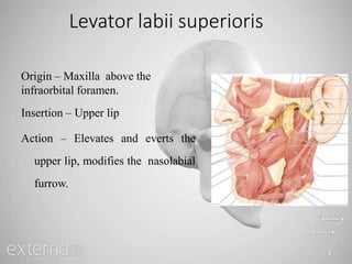 MUSCLES AROUND THE MOUTH | PPTX