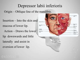 Levator Labii Superioris Action