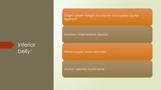 Muscles around the neck anatomy and bones.pptx