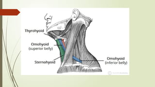 Muscles around the neck anatomy and bones.pptx