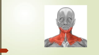 Muscles around the neck anatomy and bones.pptx