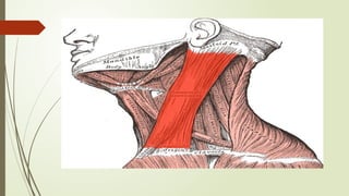 Muscles around the neck anatomy and bones.pptx