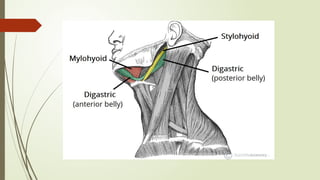Muscles around the neck anatomy and bones.pptx