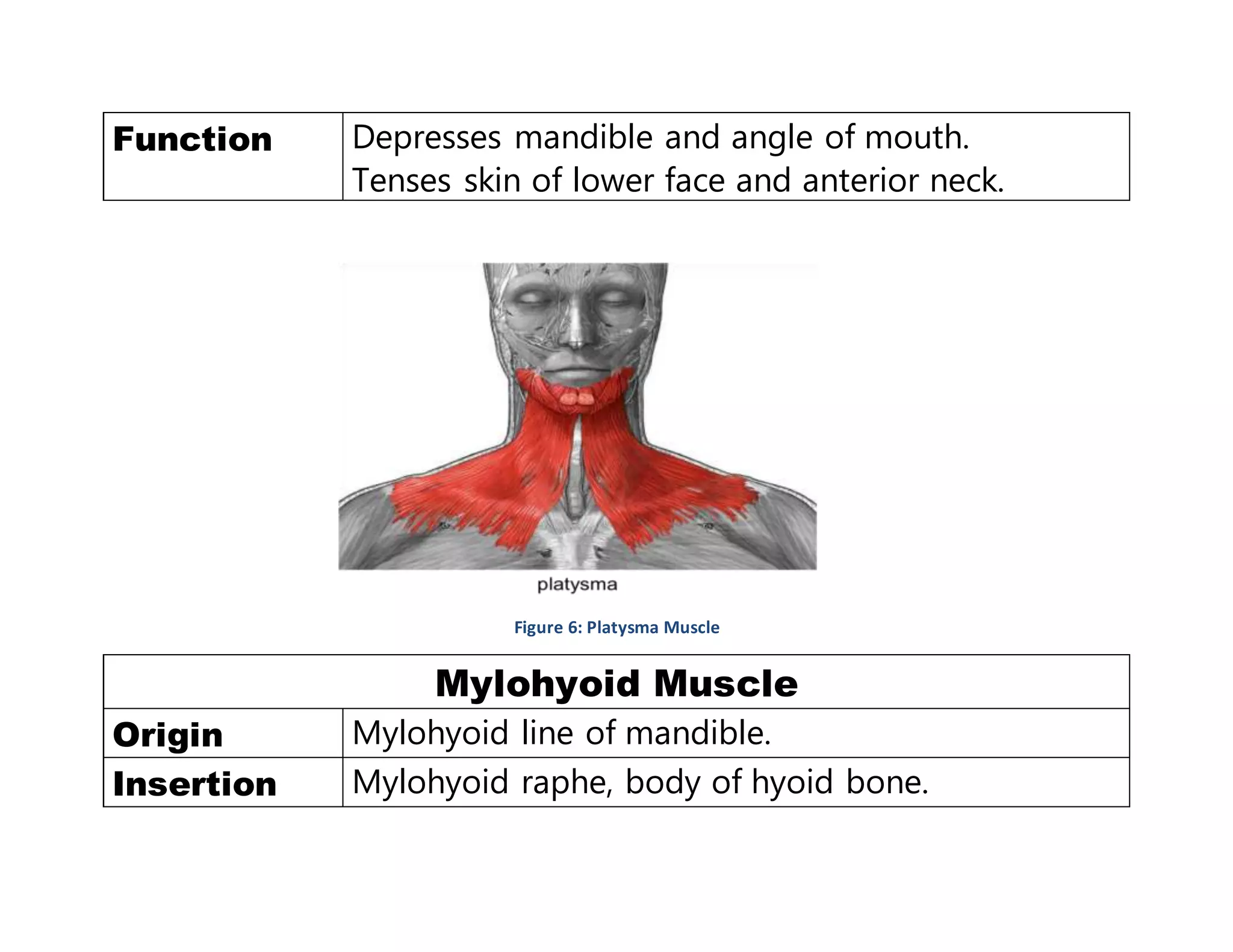 Muscles attached to the mandible | DOCX