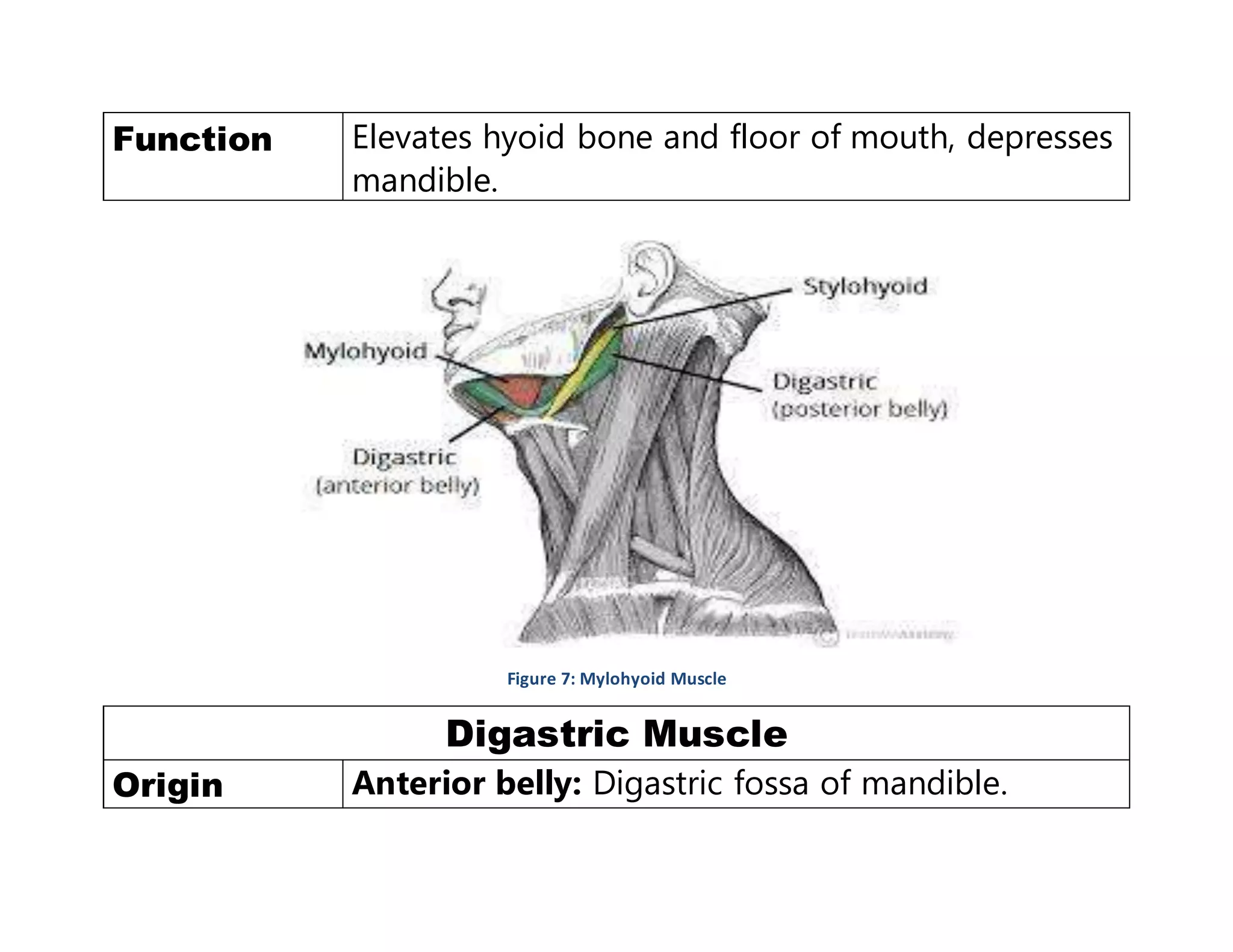 Muscles attached to the mandible | DOCX