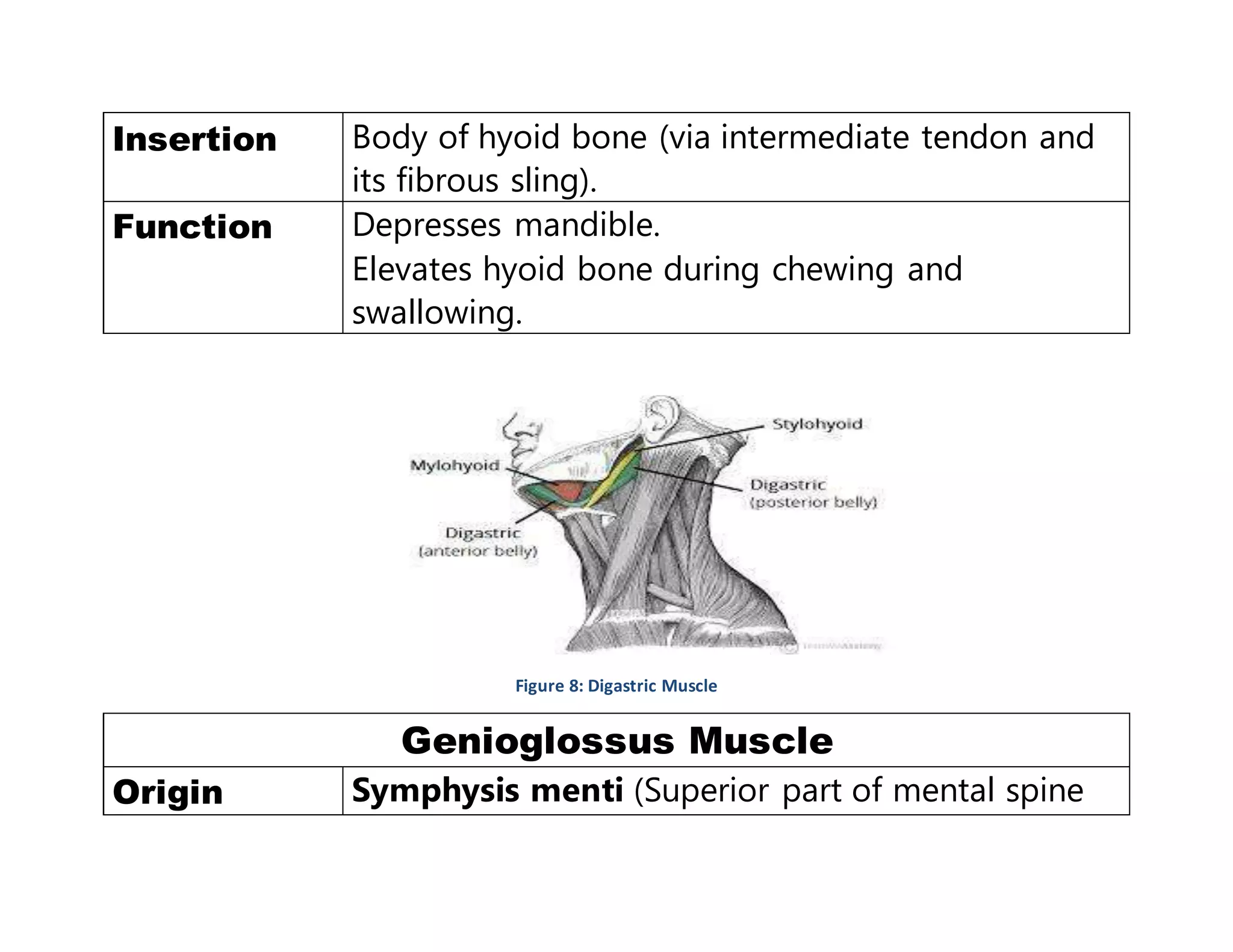 Muscles attached to the mandible | DOCX