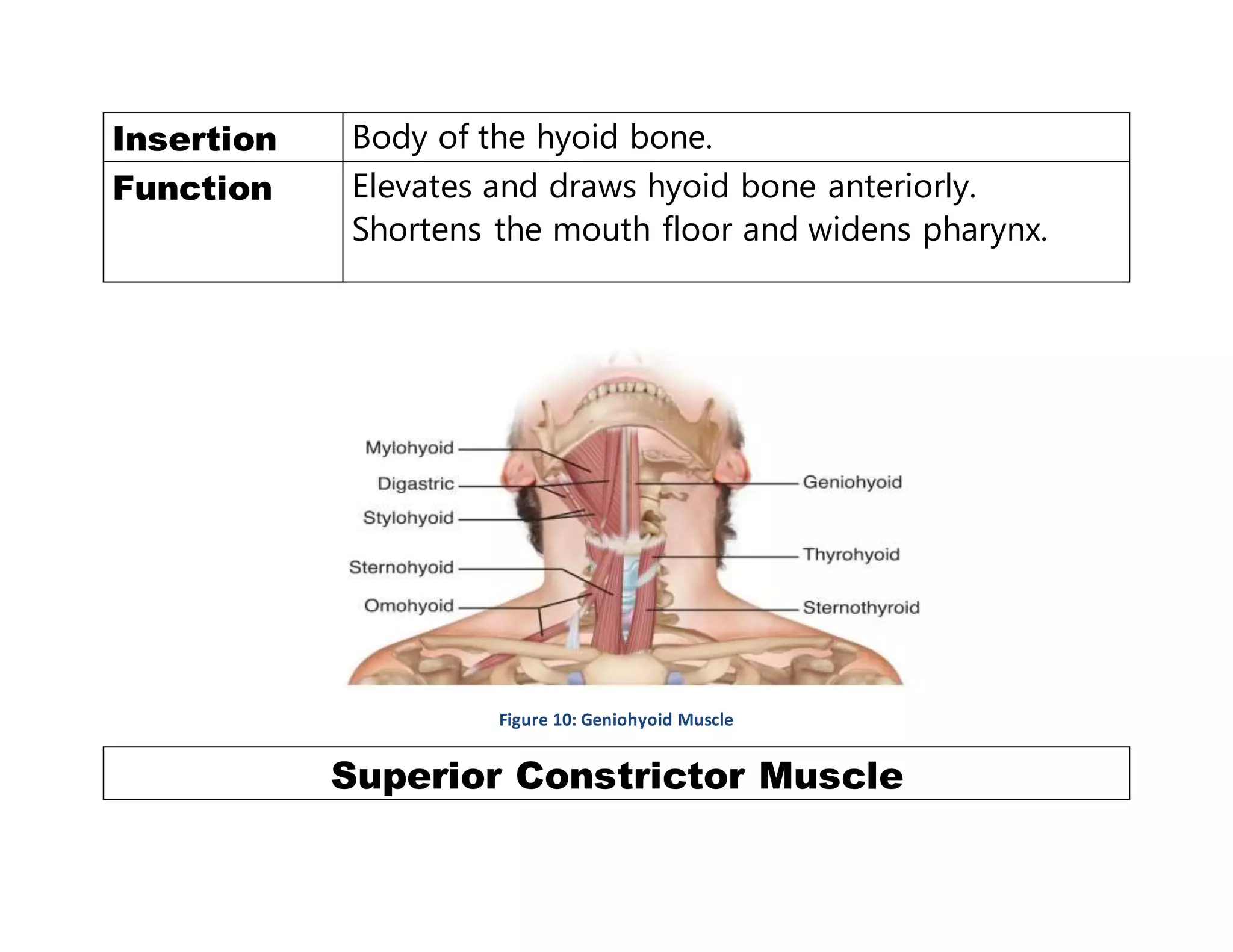 Muscles attached to the mandible | DOCX