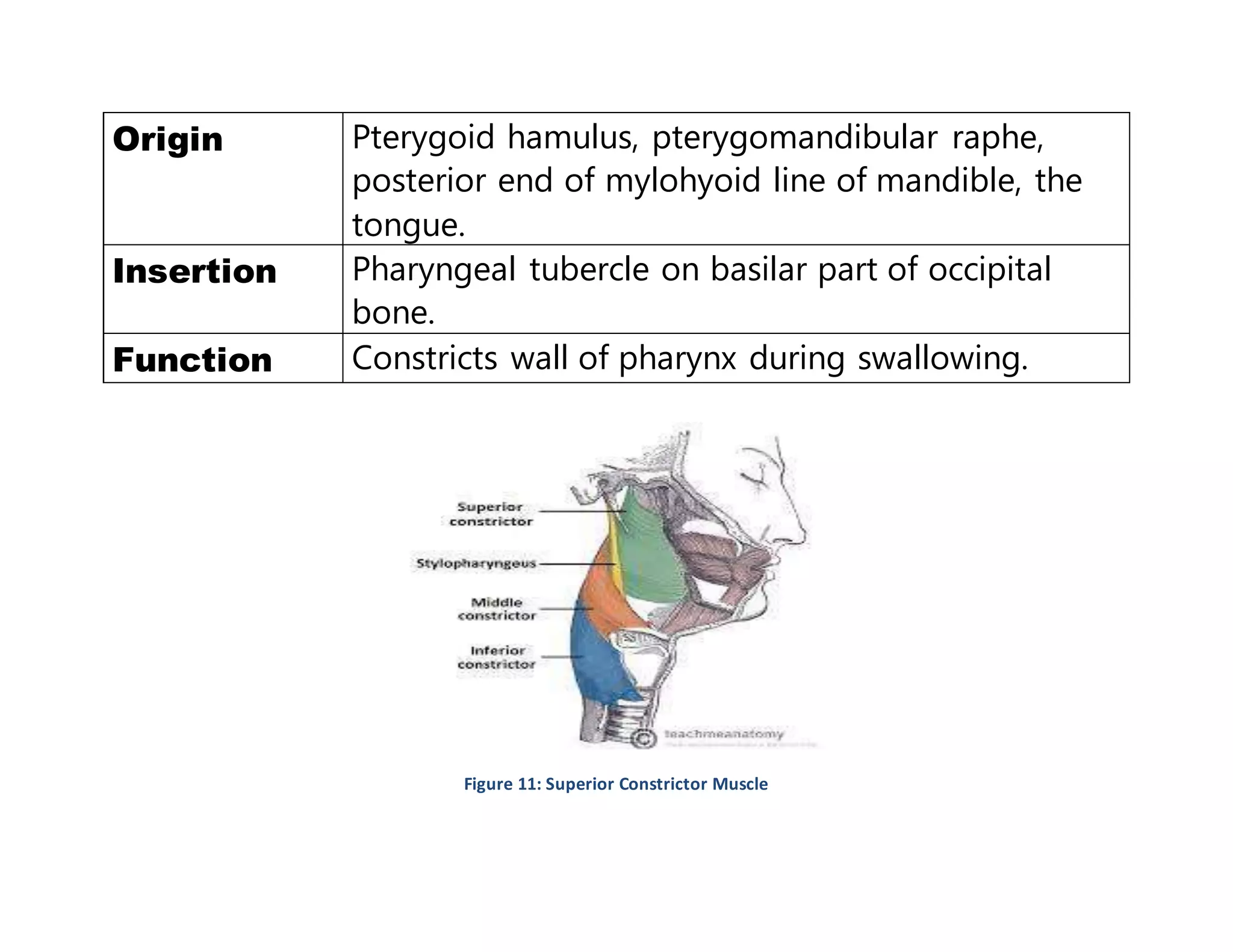 Muscles attached to the mandible | DOCX