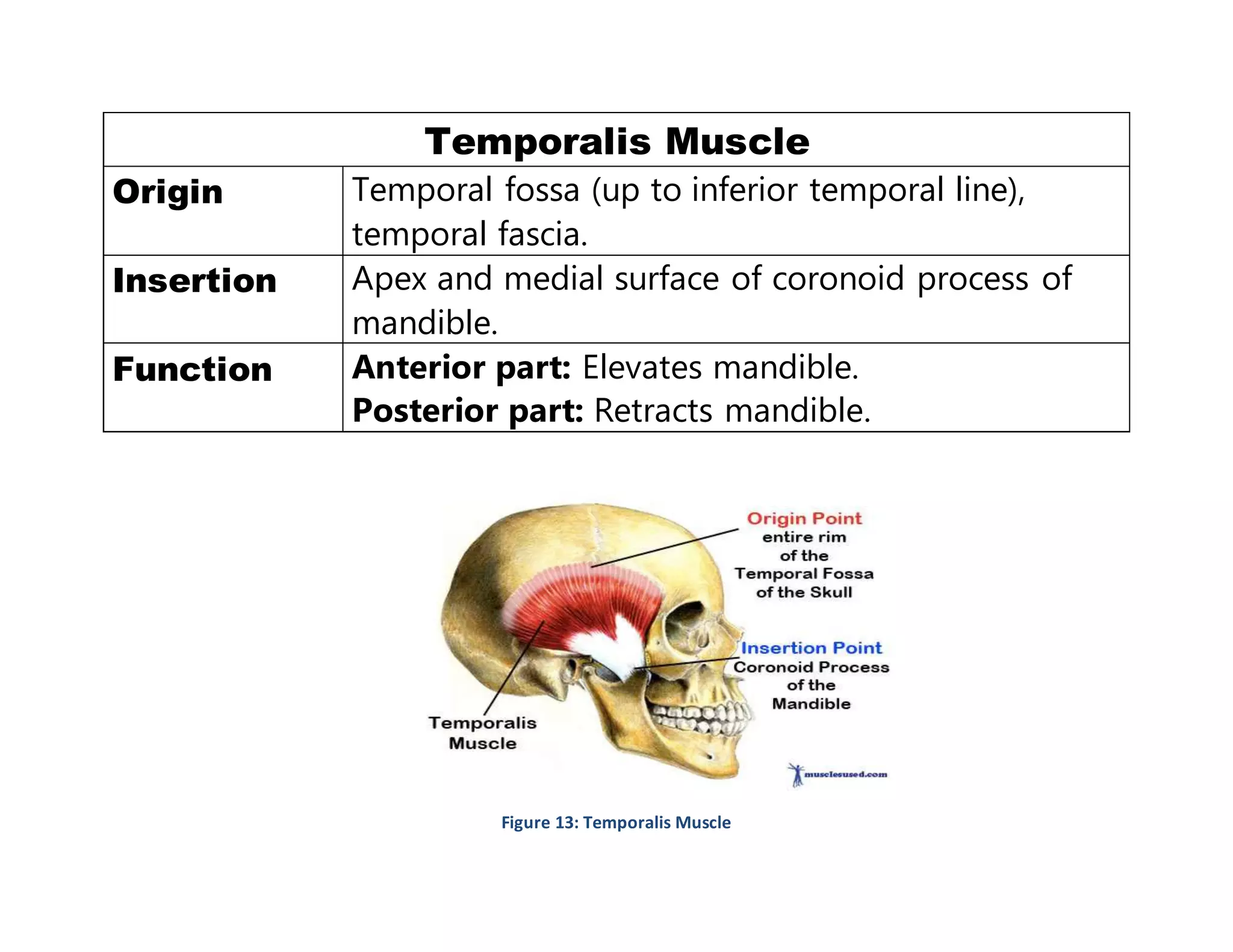 Muscles attached to the mandible | DOCX