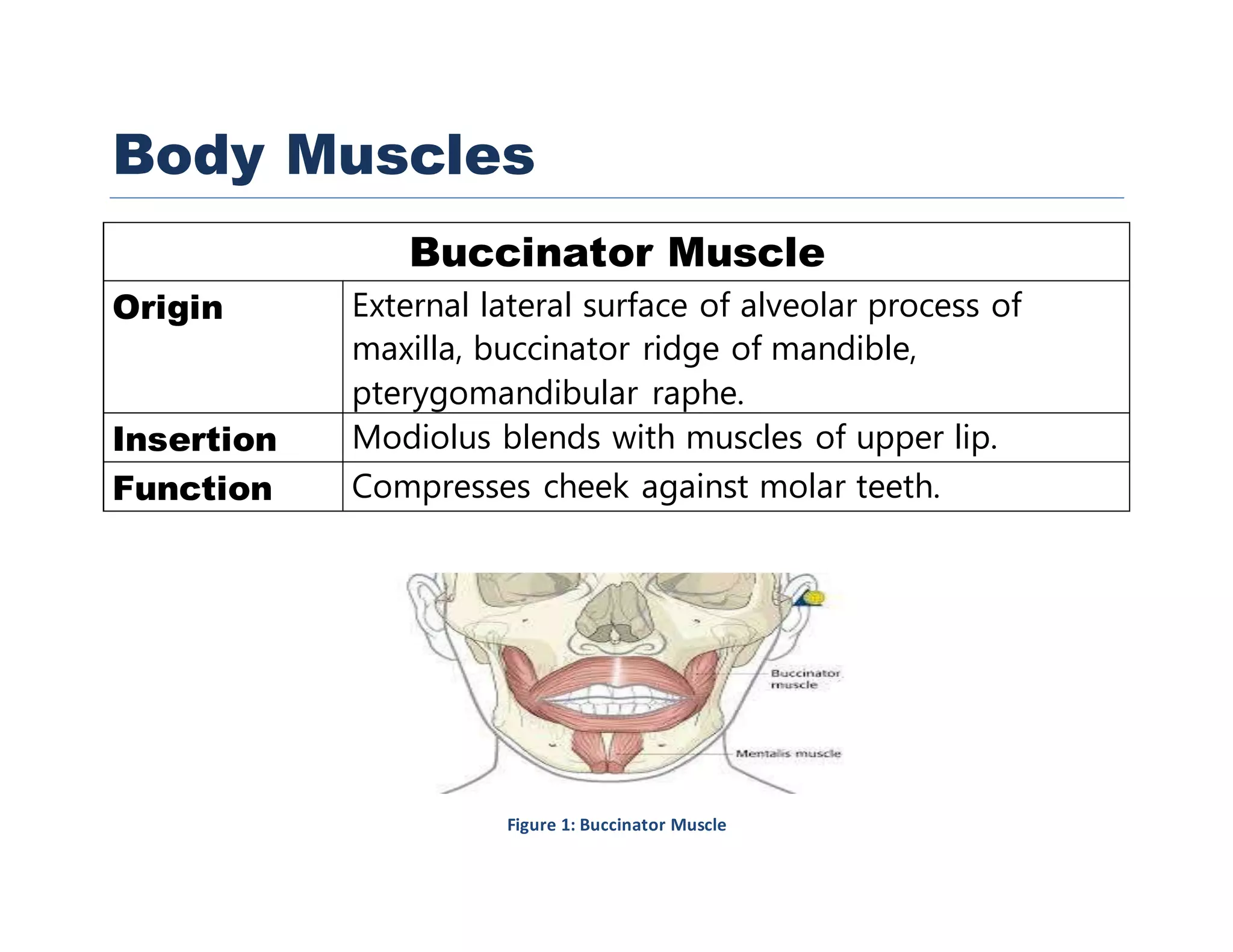 Muscles attached to the mandible | DOCX
