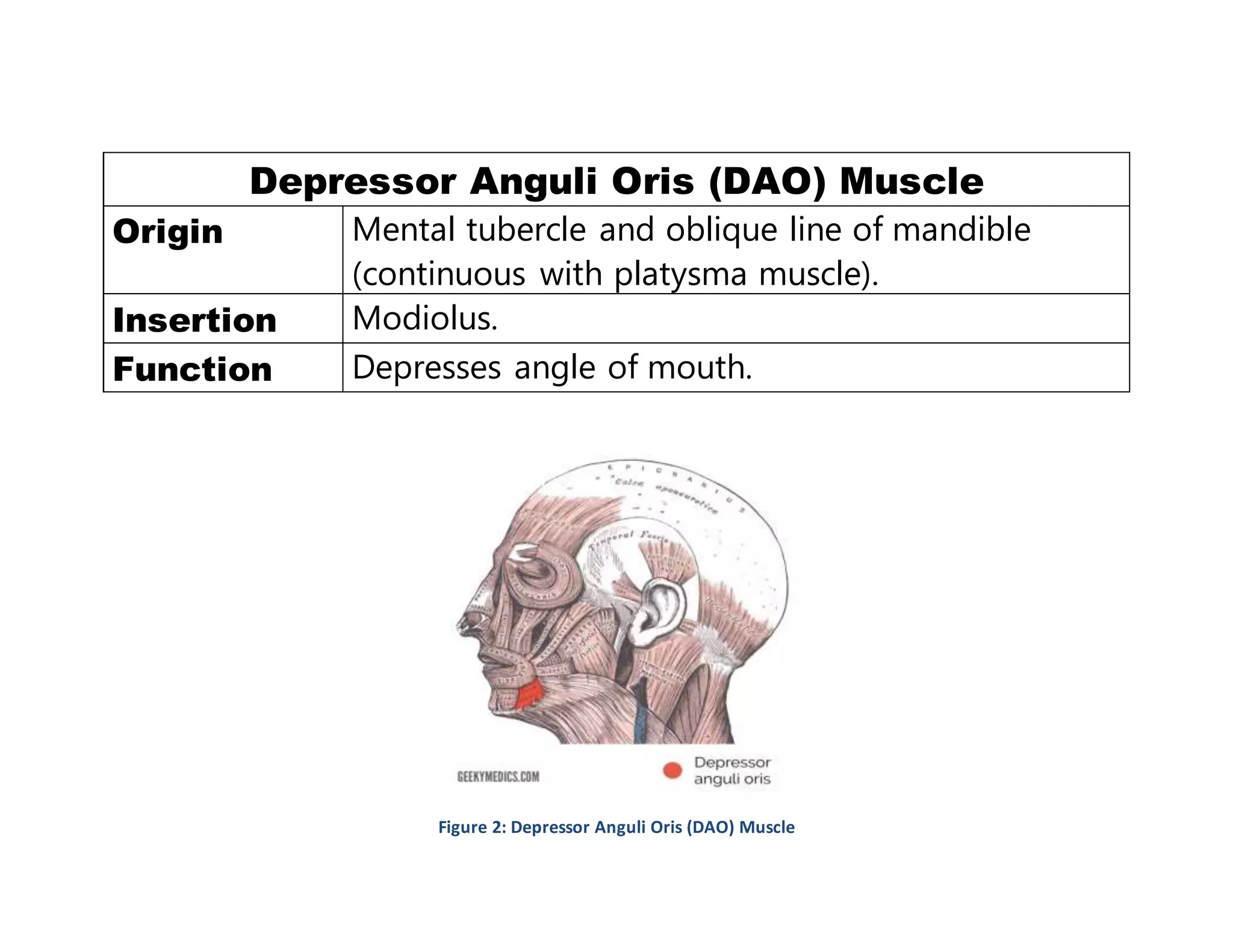 Muscles attached to the mandible | DOCX