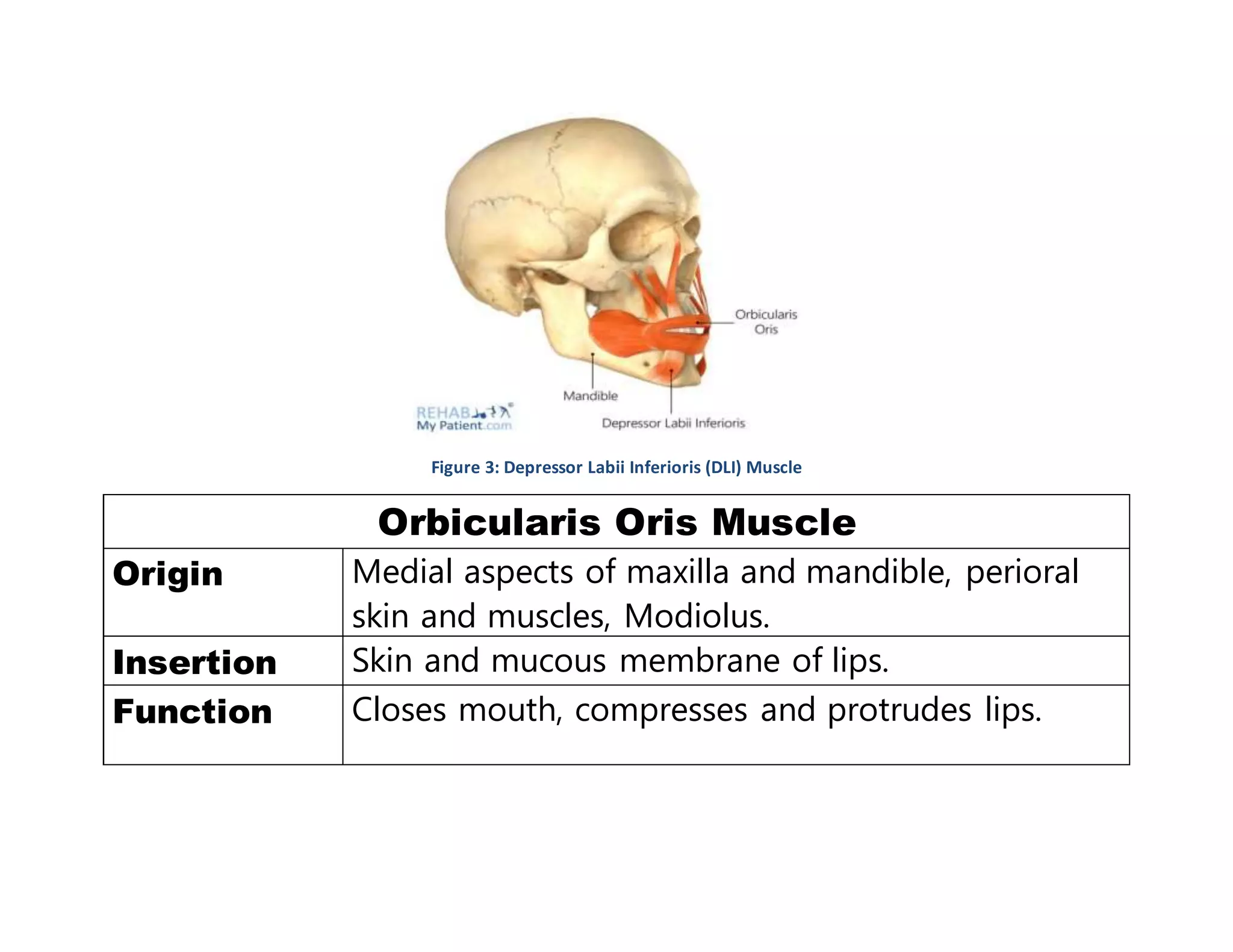 Muscles attached to the mandible | DOCX