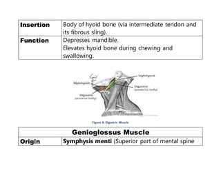 Muscles attached to the mandible | DOCX