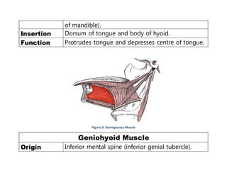 Muscles attached to the mandible | DOCX