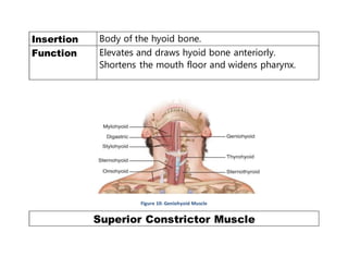 Muscles attached to the mandible | DOCX