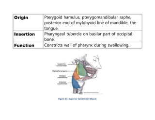 Muscles attached to the mandible | DOCX