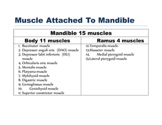 Muscles attached to the mandible | DOCX