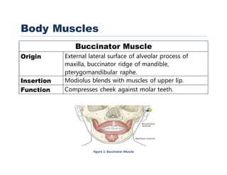 Muscles attached to the mandible | DOCX