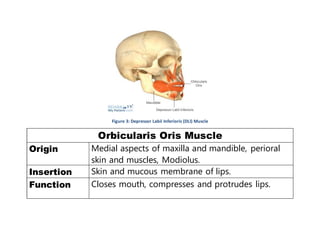 Muscles attached to the mandible | DOCX