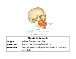 Muscles attached to the mandible | DOCX