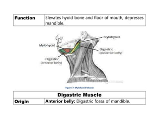Mandible Muscle Attachments