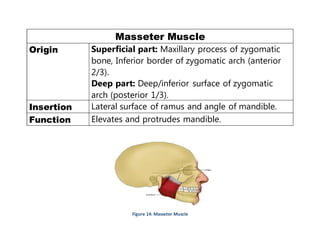 Buccinator Muscle Origin And Insertion