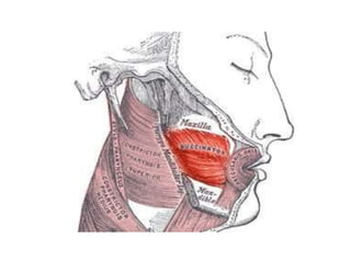 Muscles attached to the mandible | PPT