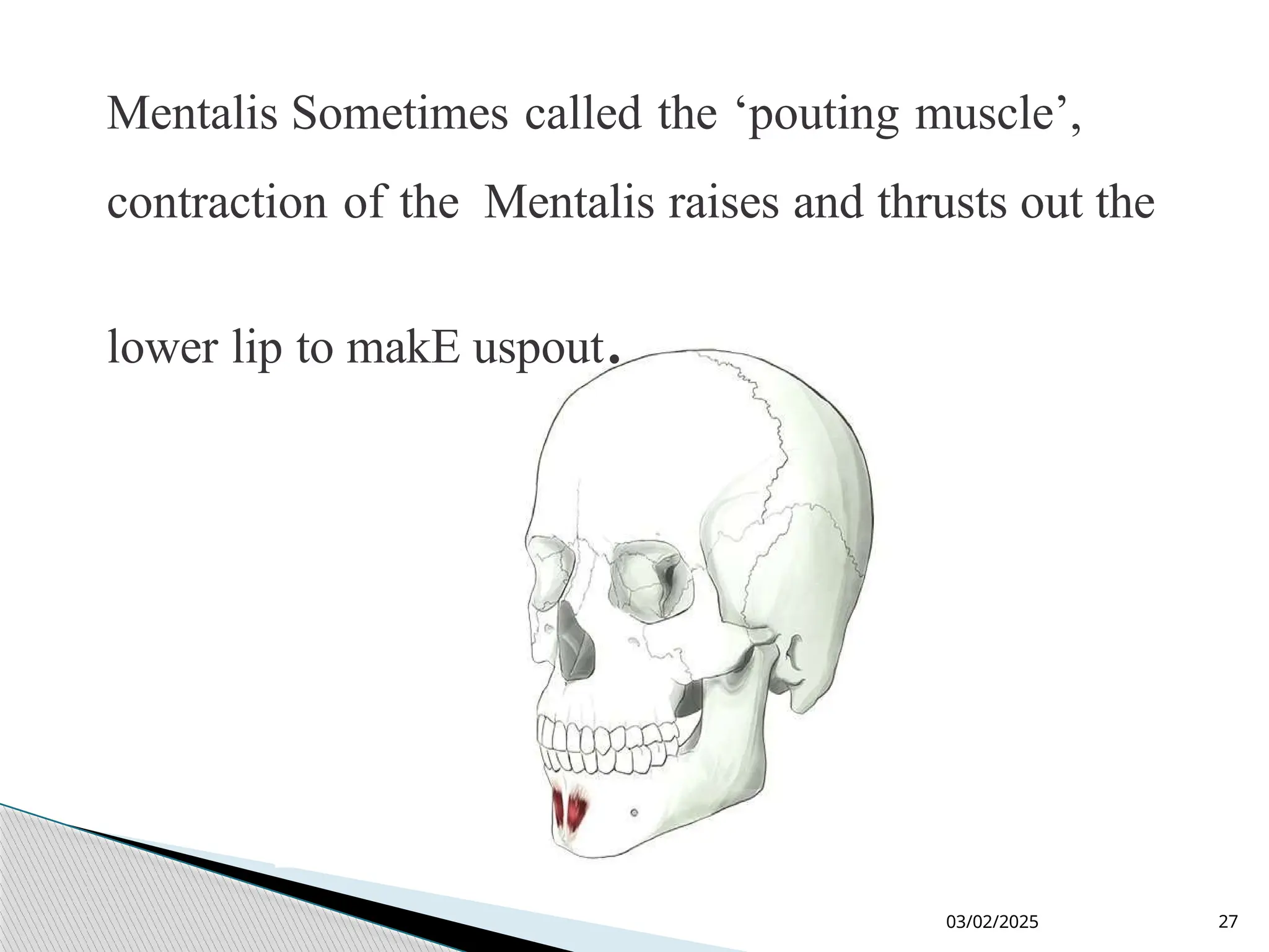 chapter number ten. Muscular system .pptx