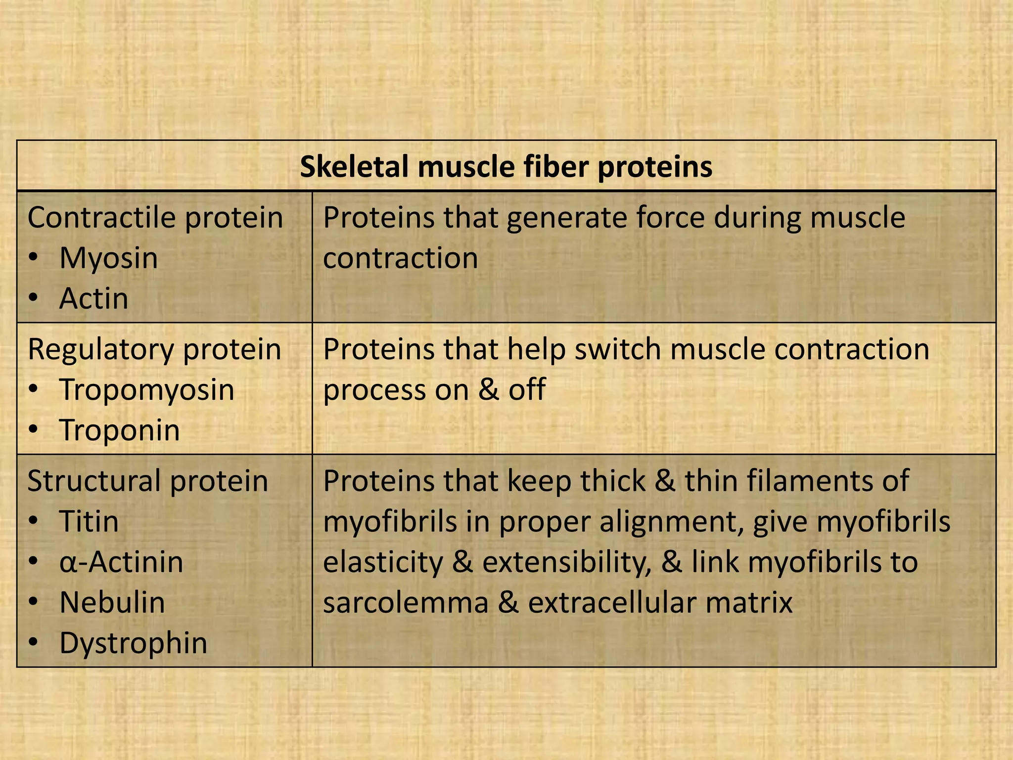 Muscles classification | PDF