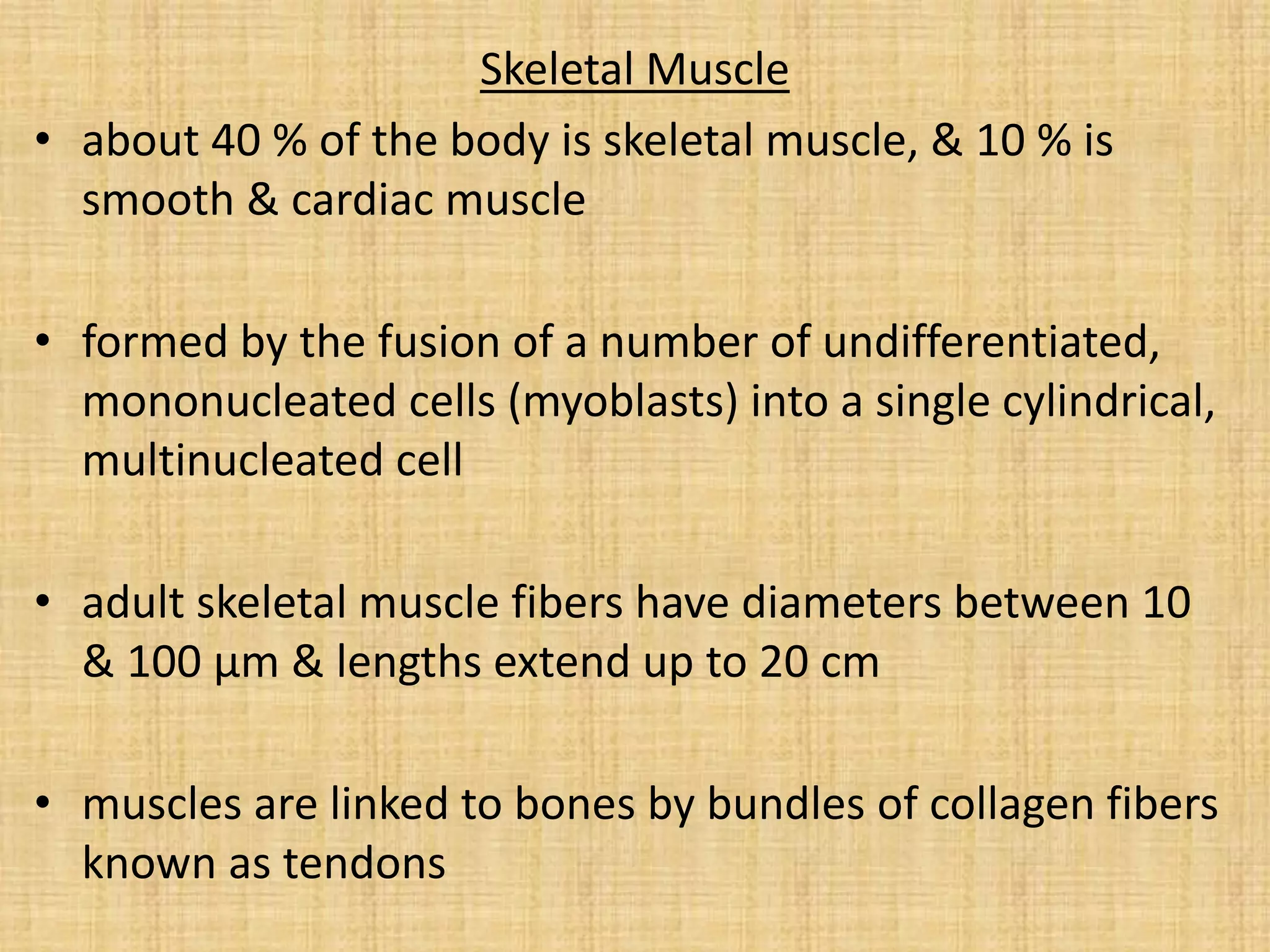 Muscles classification | PDF
