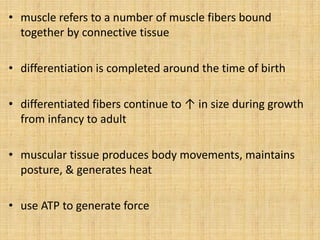 Muscles classification | PDF