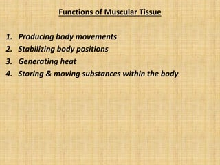 Muscles classification | PDF