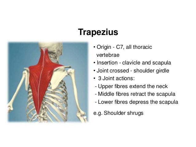 Trapezius Muscle Anatomy Origins Insertions Actions