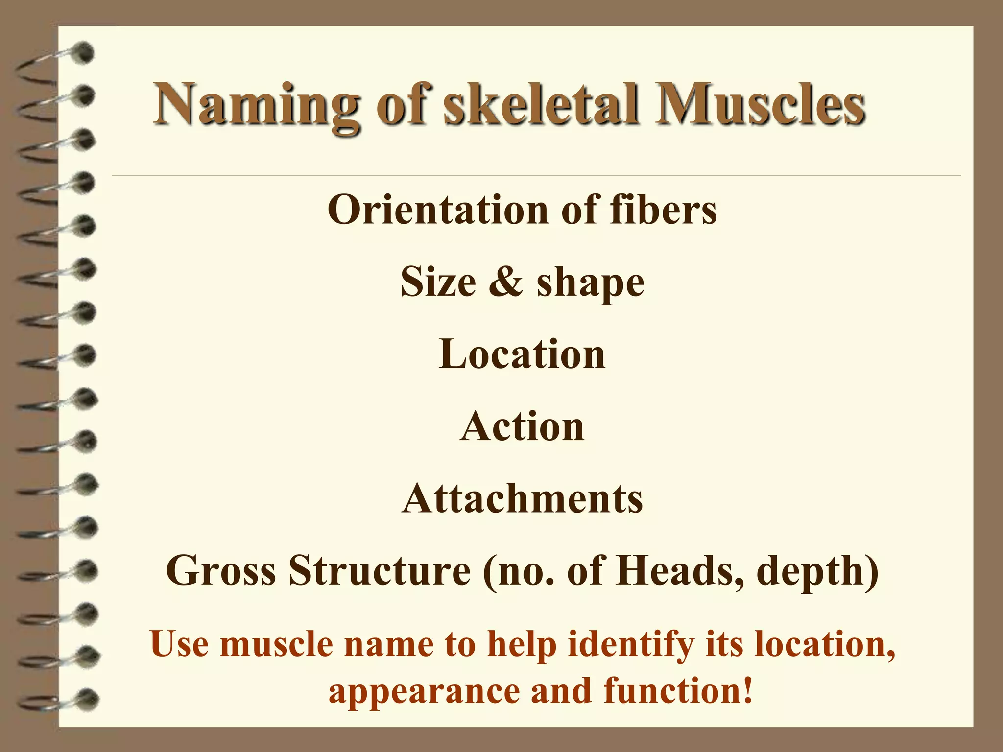 Muscles Dr. Rohin.ppt