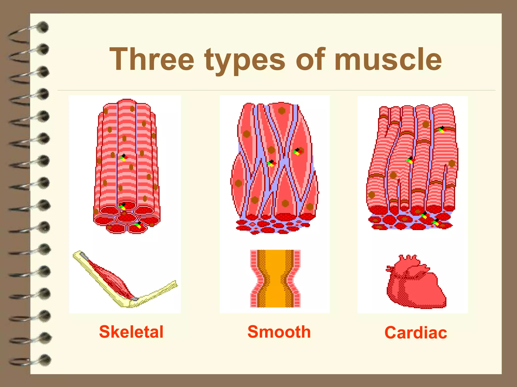 Muscles Dr. Rohin.ppt | Physical Therapy | Wellness