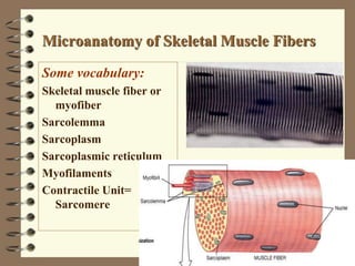 Muscles Dr. Rohin.ppt | Physical Therapy | Wellness