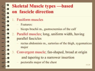 Muscles Dr. Rohin.ppt | Physical Therapy | Wellness