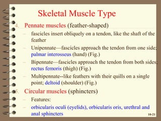 Muscles Dr. Rohin.ppt | Physical Therapy | Wellness