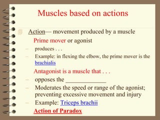 Muscles Dr. Rohin.ppt | Physical Therapy | Wellness