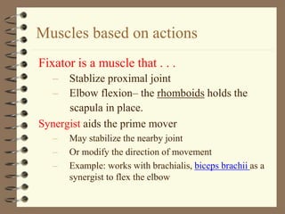 Muscles Dr. Rohin.ppt | Physical Therapy | Wellness